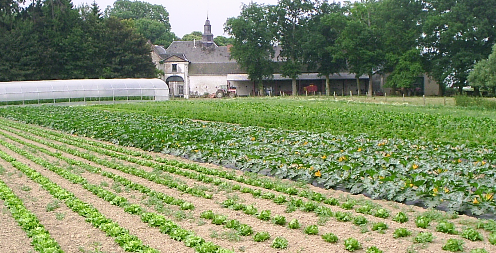 Culture maraîchère en lutte raisonnée